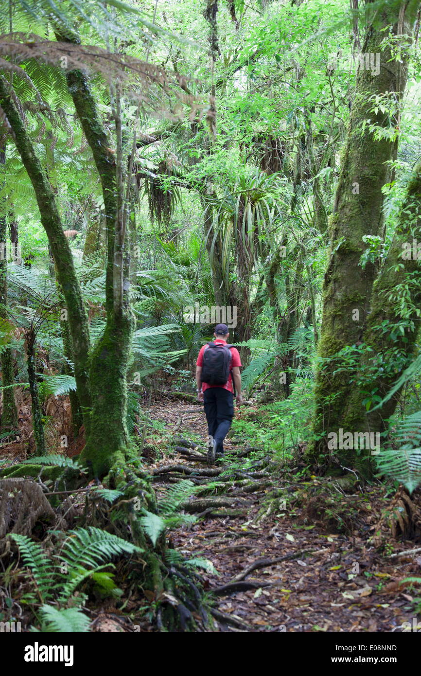 Man hiking through forest on Kauaeranga Kauri Trail, Thames, Coromandel ...