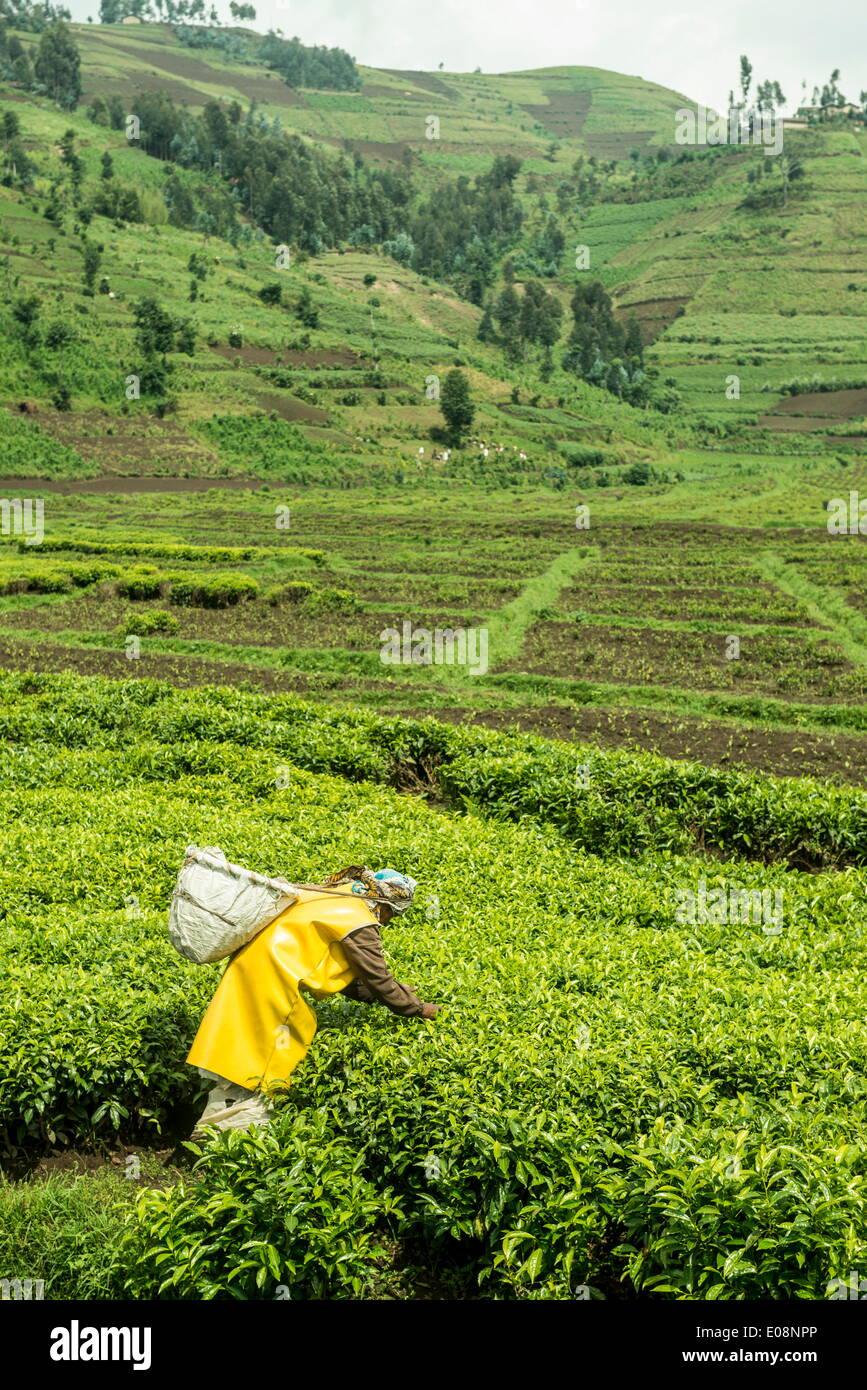 Worker picking tea on a Tea plantation in the Virunga mountains, Rwanda ...
