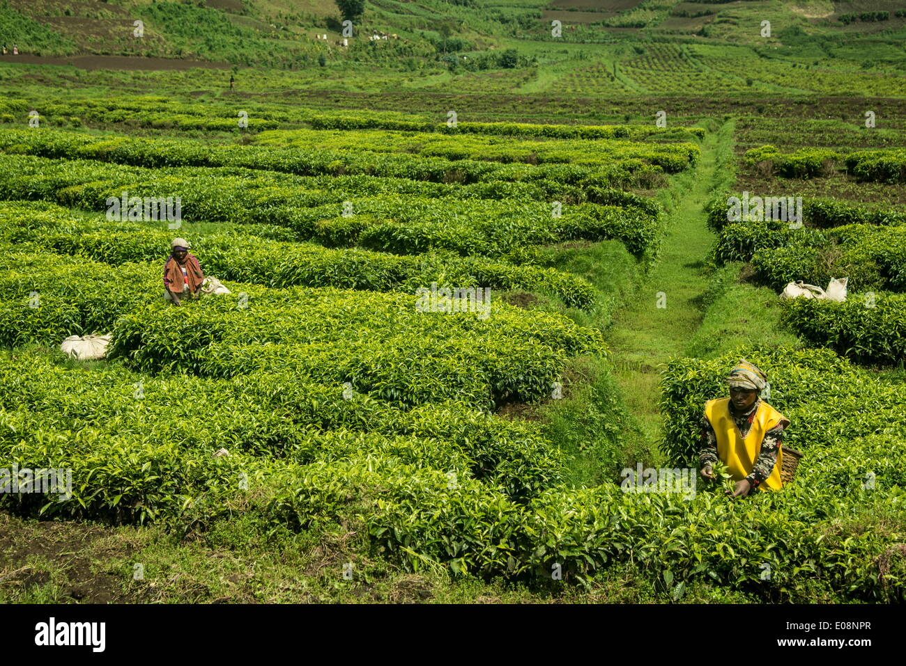 Workers picking tea on a Tea plantation in the Virunga mountains ...