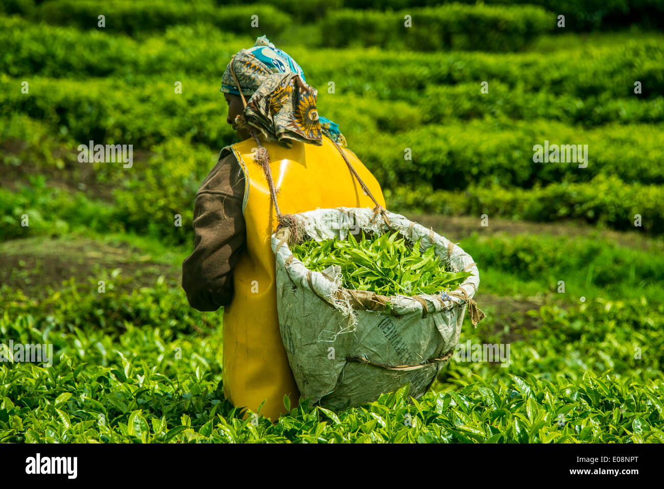 Tea plantation in the Virunga mountains, Rwanda, Africa Stock Photo - Alamy