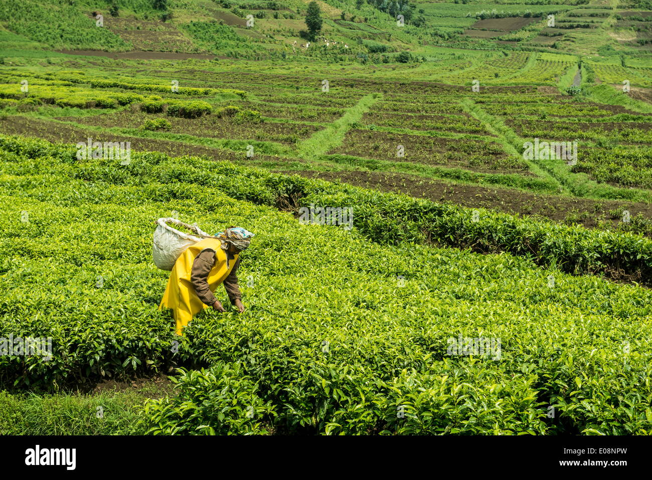Worker picking tea on a Tea plantation in the Virunga mountains, Rwanda ...