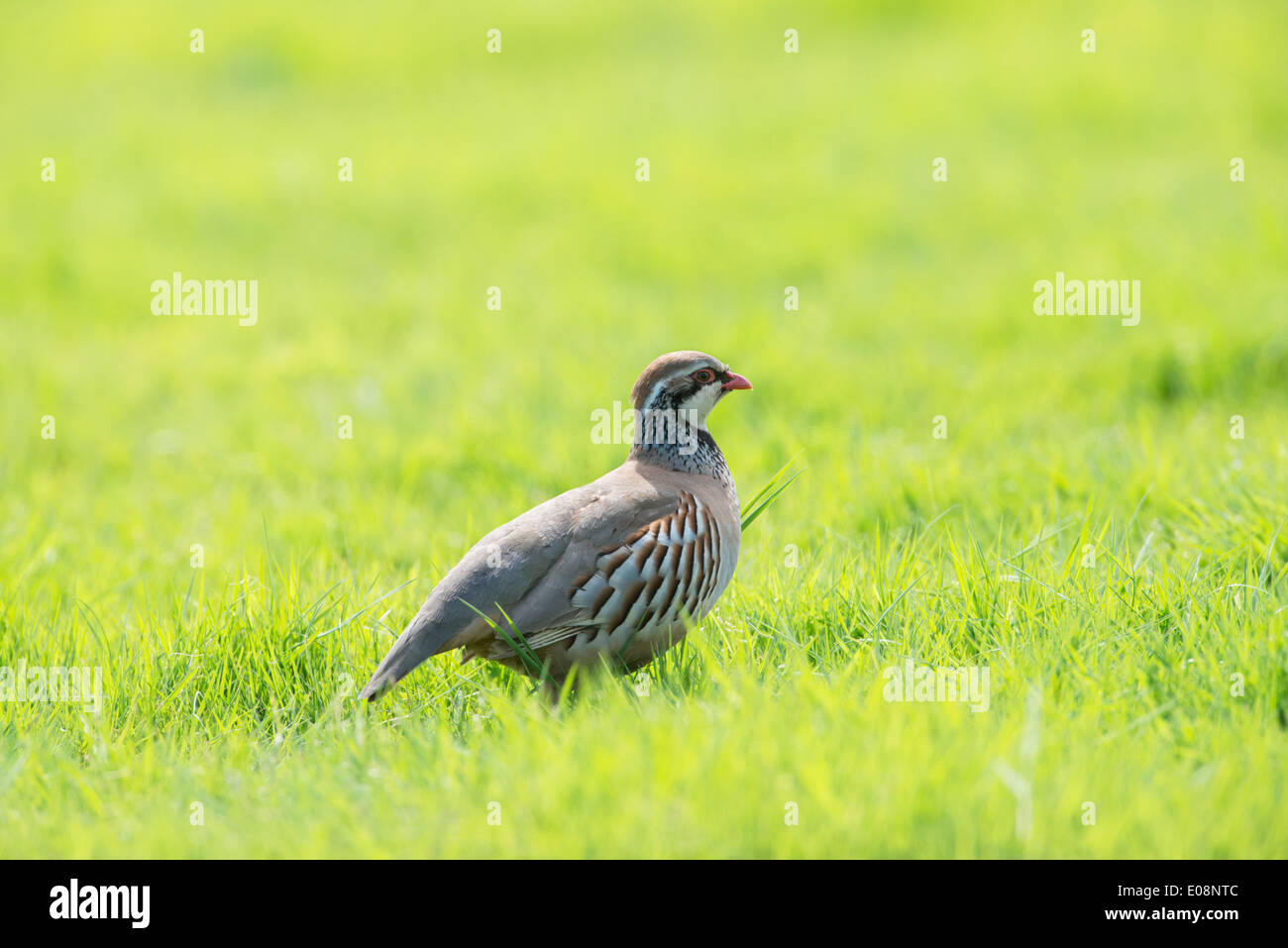 Red-legged partridge (Alectoris rufa Stock Photo - Alamy