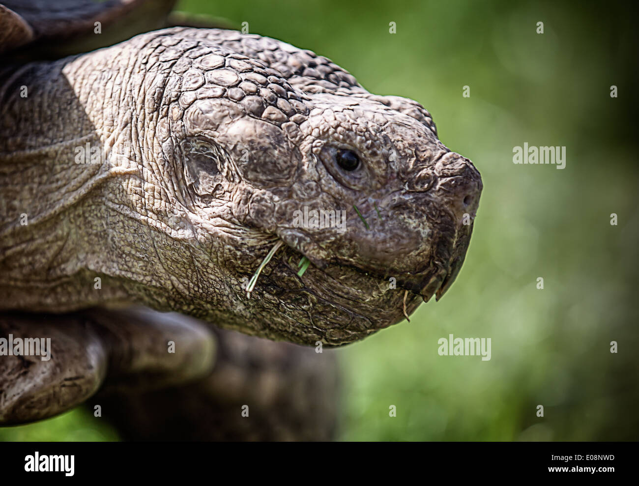 Tortoise eye hi-res stock photography and images - Alamy