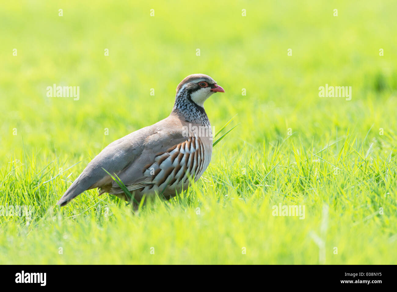 Red-legged partridge (Alectoris rufa Stock Photo - Alamy