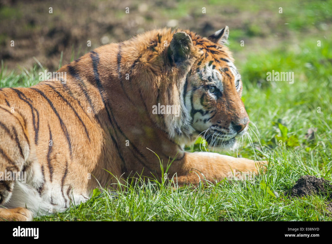 Picture of a Tiger outside Stock Photo - Alamy