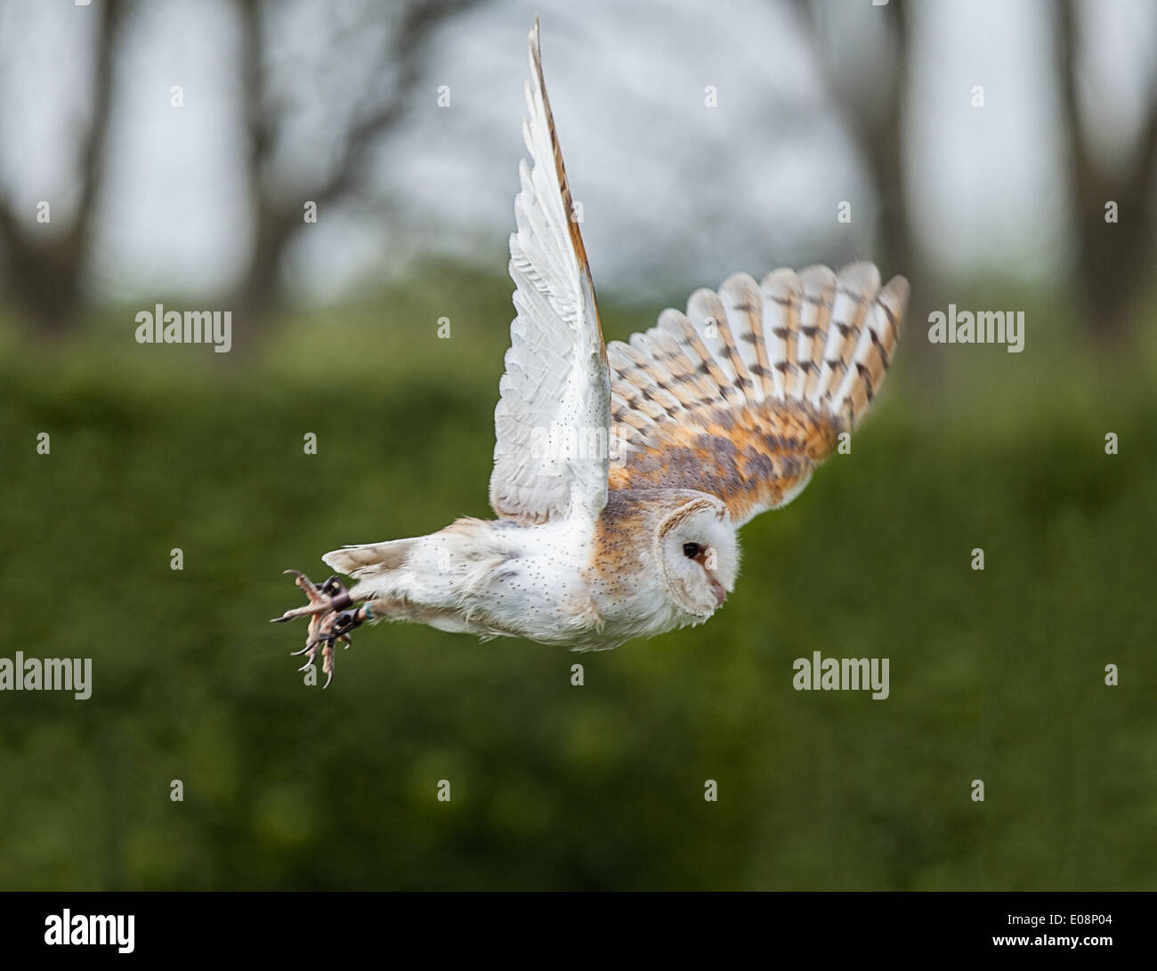 Barn owl in the country side flying Stock Photo - Alamy