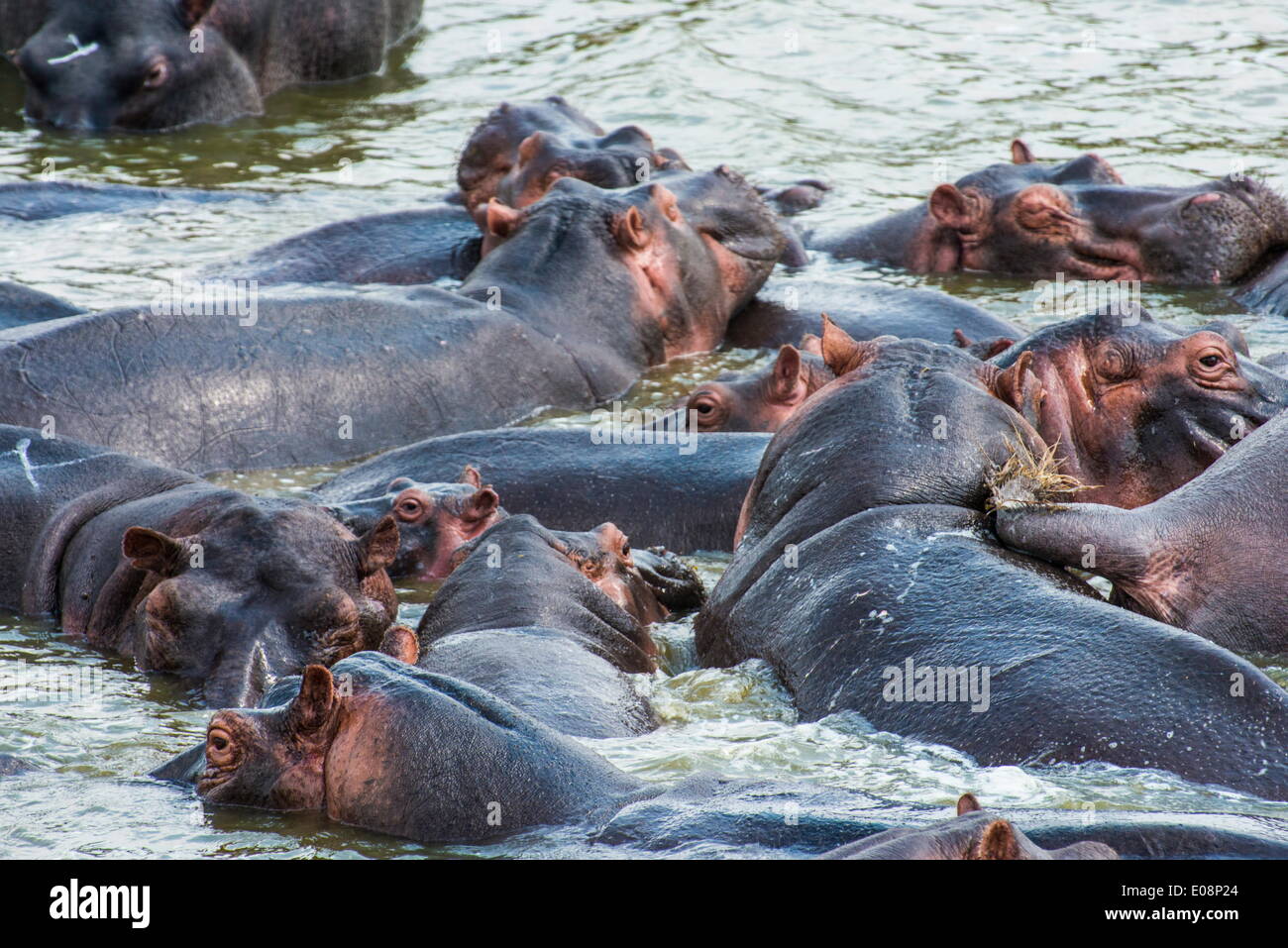 Group bathing hi-res stock photography and images - Alamy
