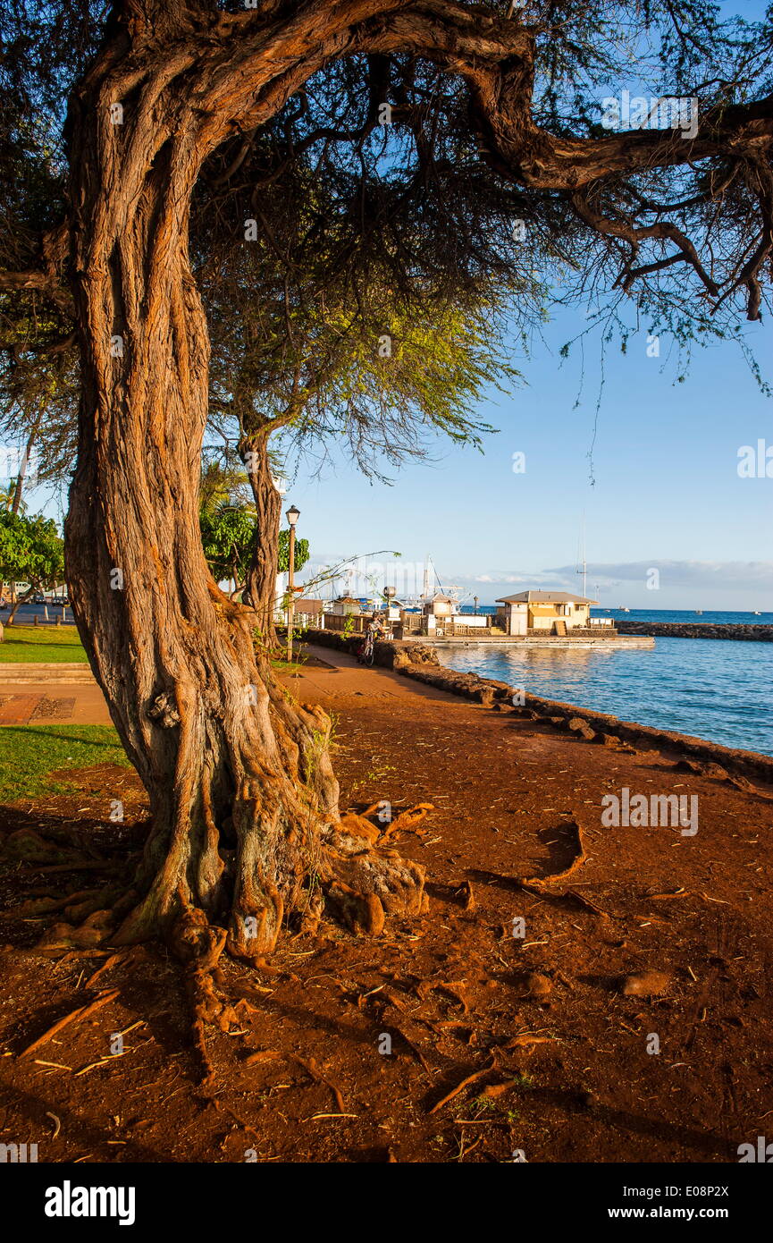 Hawaii lahaina hi-res stock photography and images - Alamy