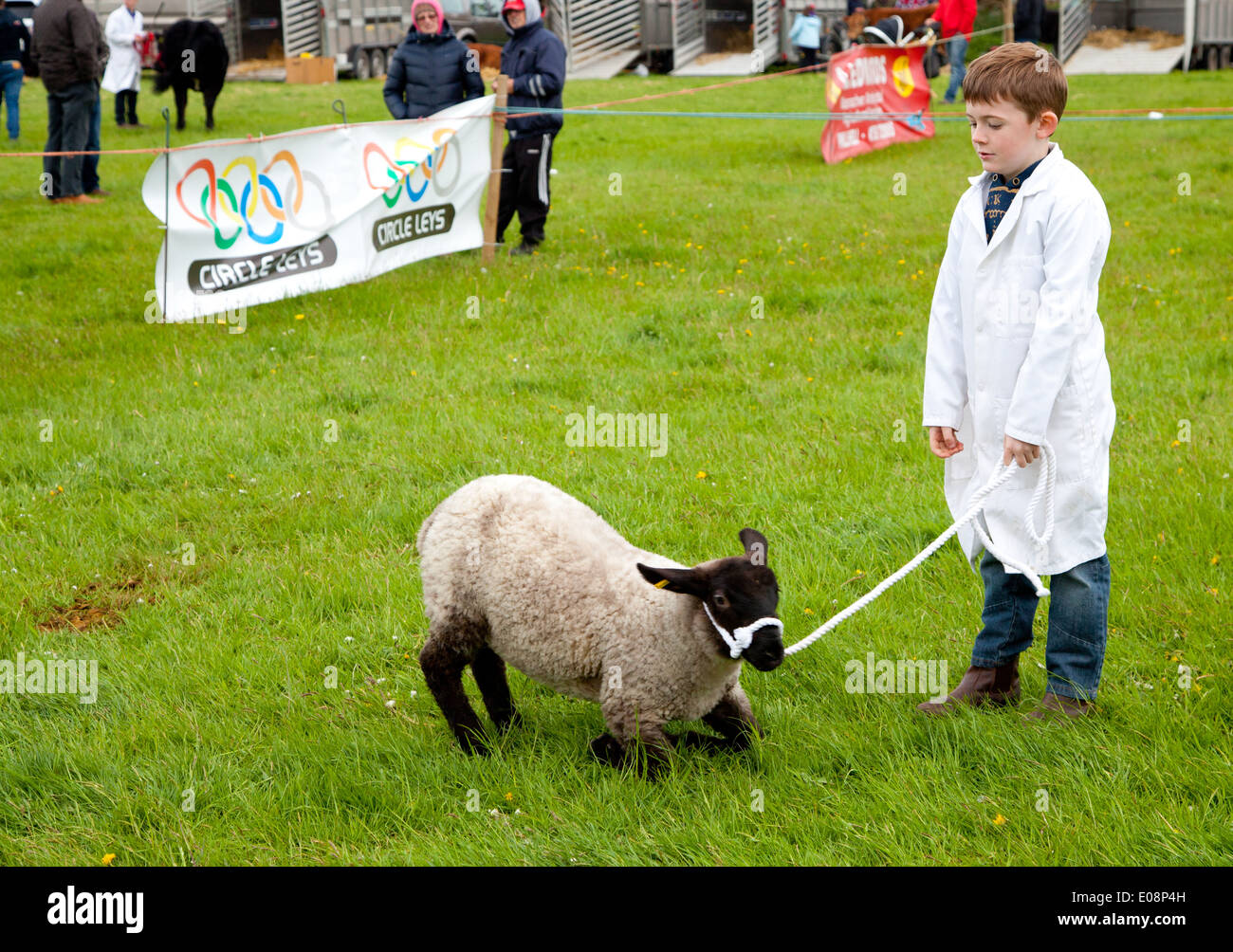 A boy leads a reluctant lamb on a lead in the Young Shepherd ...