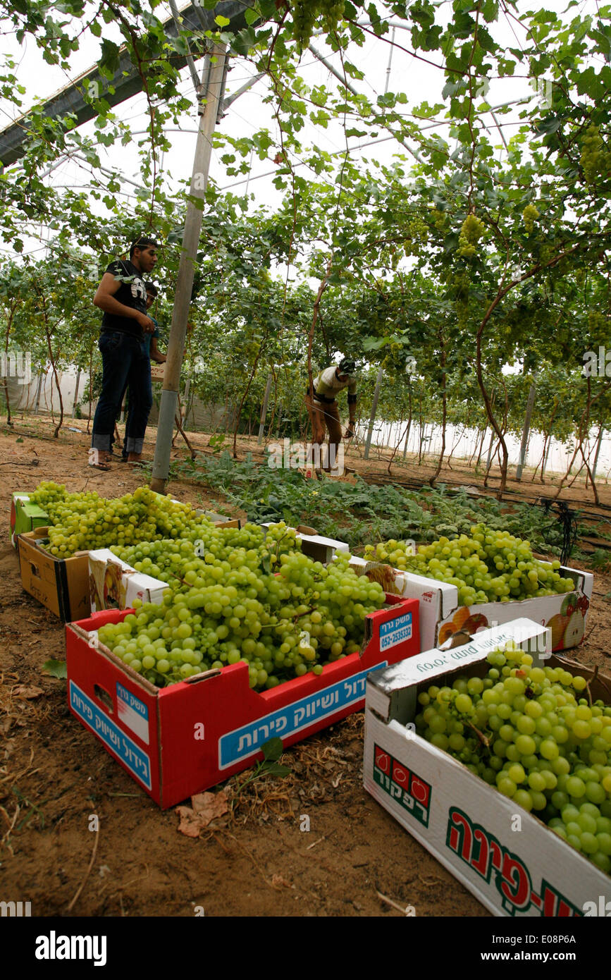 GAZA STRIP, PALESTINE - MAY 6: Palestinian farmer harvests grapes from ...
