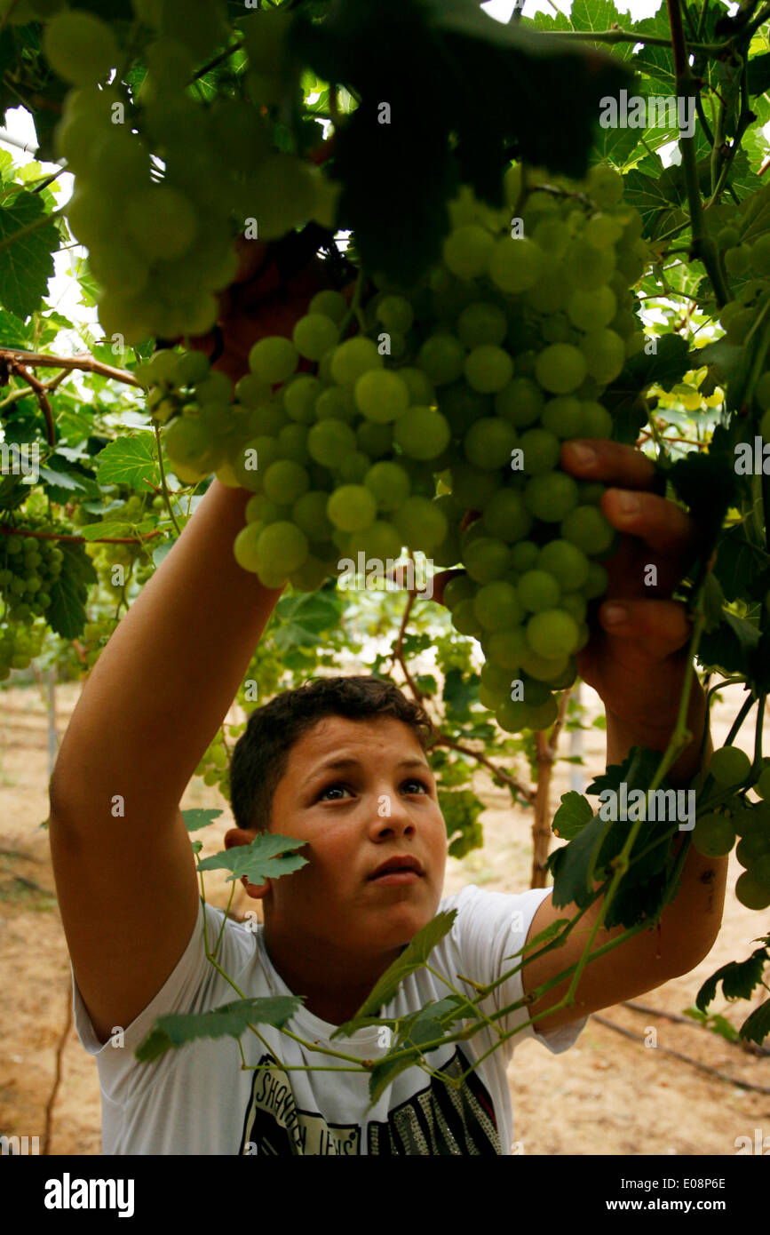 GAZA STRIP, PALESTINE - MAY 6: Palestinian farmer harvests grapes from ...