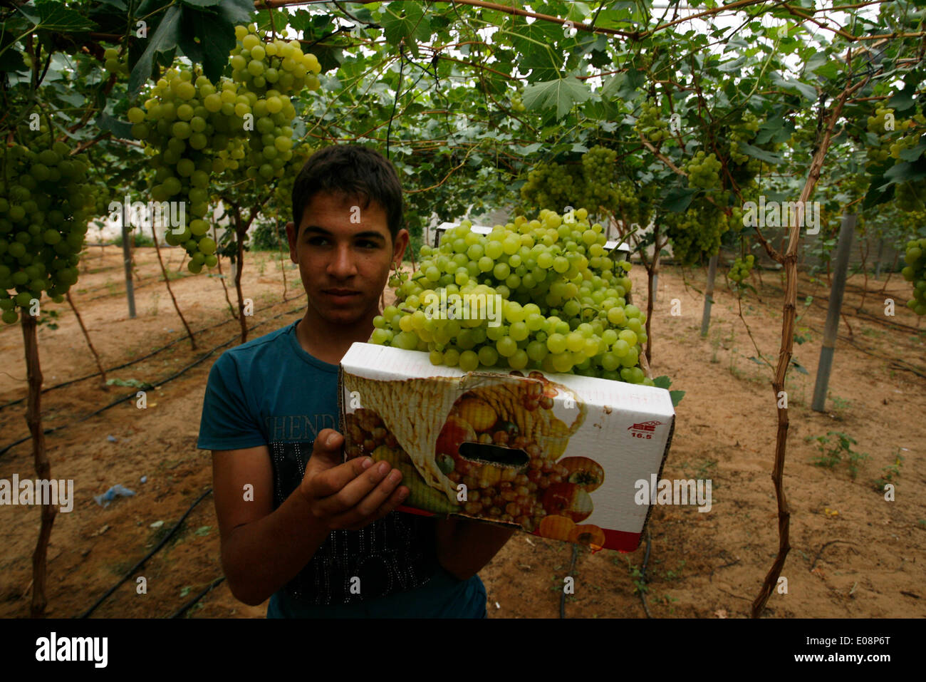GAZA STRIP, PALESTINE - MAY 6: Palestinian farmer harvests grapes from ...