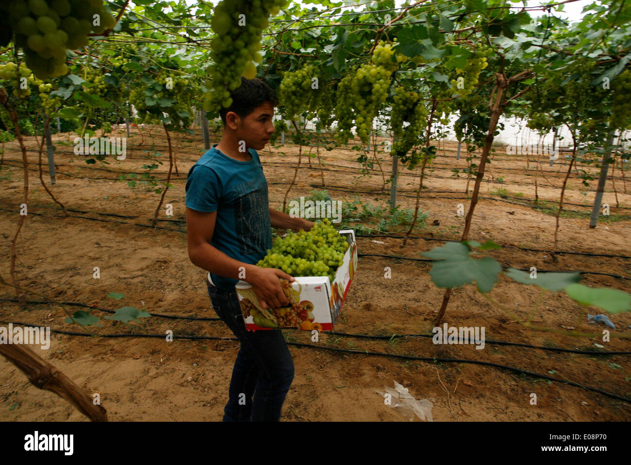 GAZA STRIP, PALESTINE - MAY 6: Palestinian farmer harvests grapes from ...