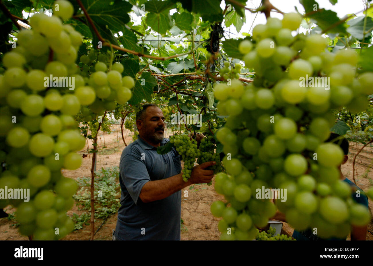 GAZA STRIP, PALESTINE - MAY 6: Palestinian farmer harvests grapes from ...