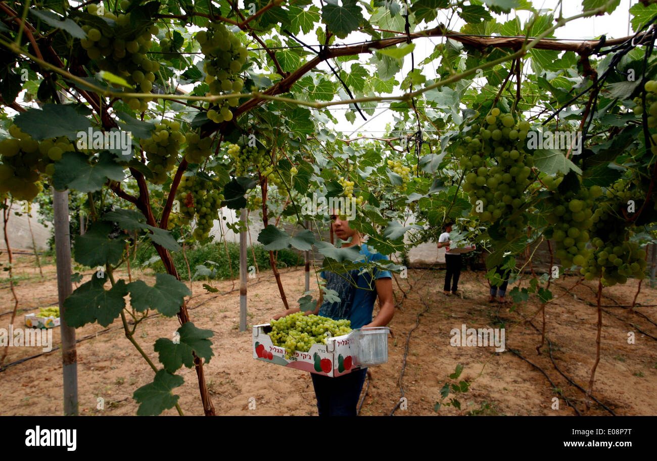 GAZA STRIP, PALESTINE - MAY 6: Palestinian farmer harvests grapes from ...