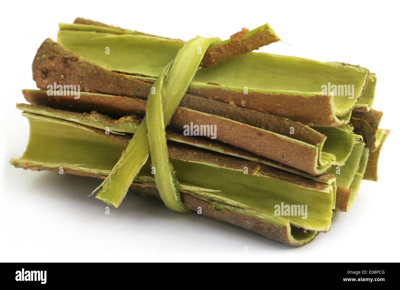 Tree bark of Moringa oleifera over white background Stock Photo - Alamy