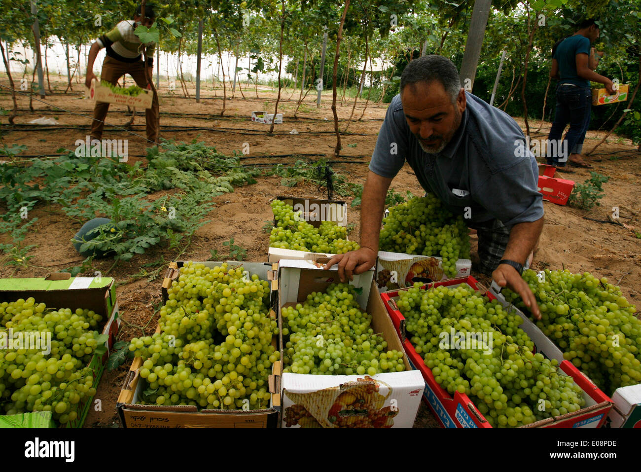 GAZA STRIP, PALESTINE - MAY 6: Palestinian farmer harvests grapes from ...