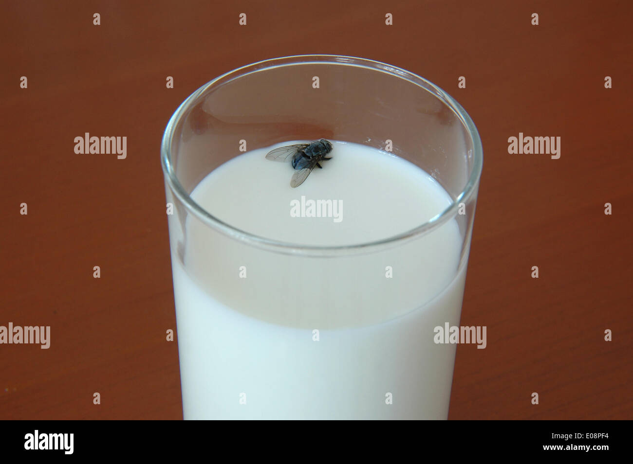 Illustration - A fly swims in a glass of milk in Germany, 06 January ...