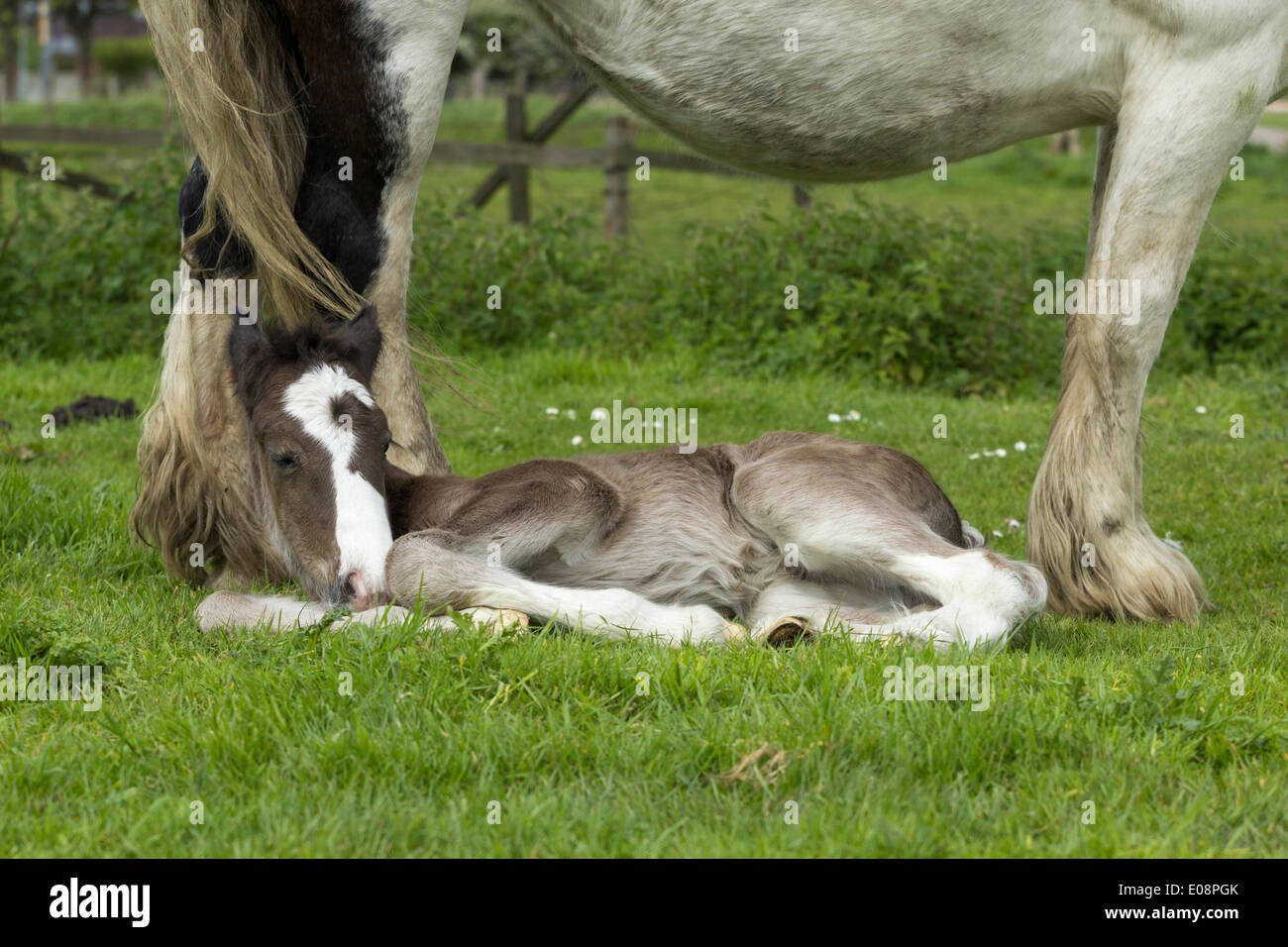 Gypsy Cob horse foal. UK Stock Photo - Alamy