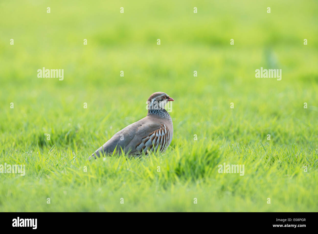 Red Legged Partridge French Partridge High Resolution Stock Photography ...
