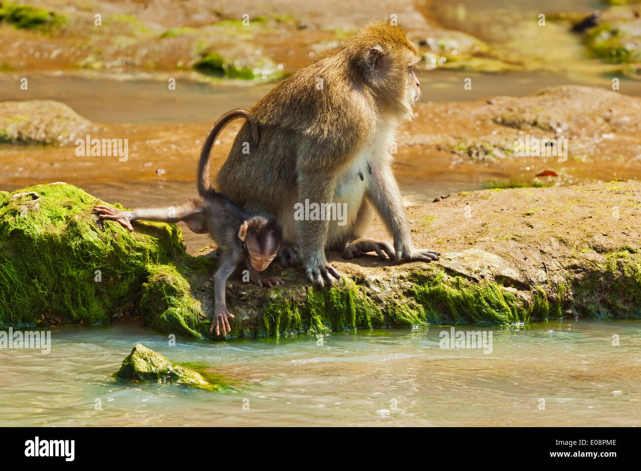 Crab-eating (long-tailed) macaque monkey with baby by a river mouth in ...