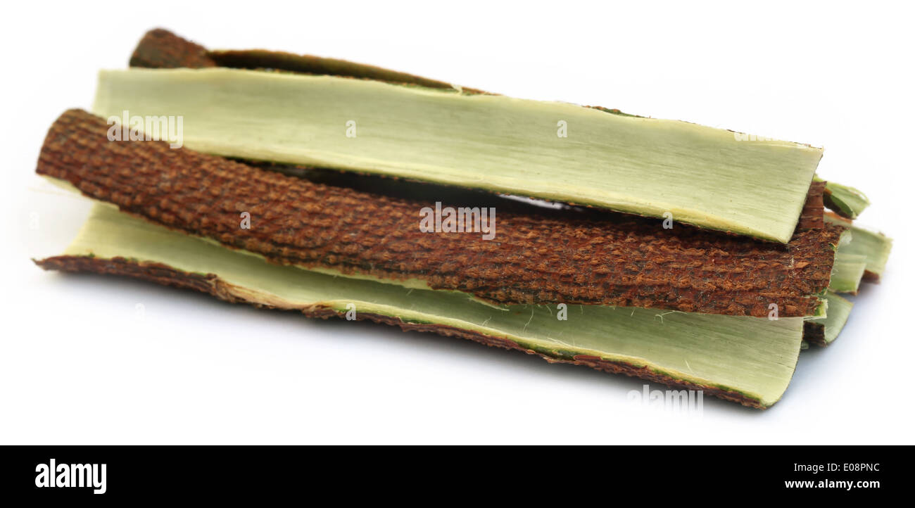 Tree bark of Medicinal Neem over white background Stock Photo - Alamy