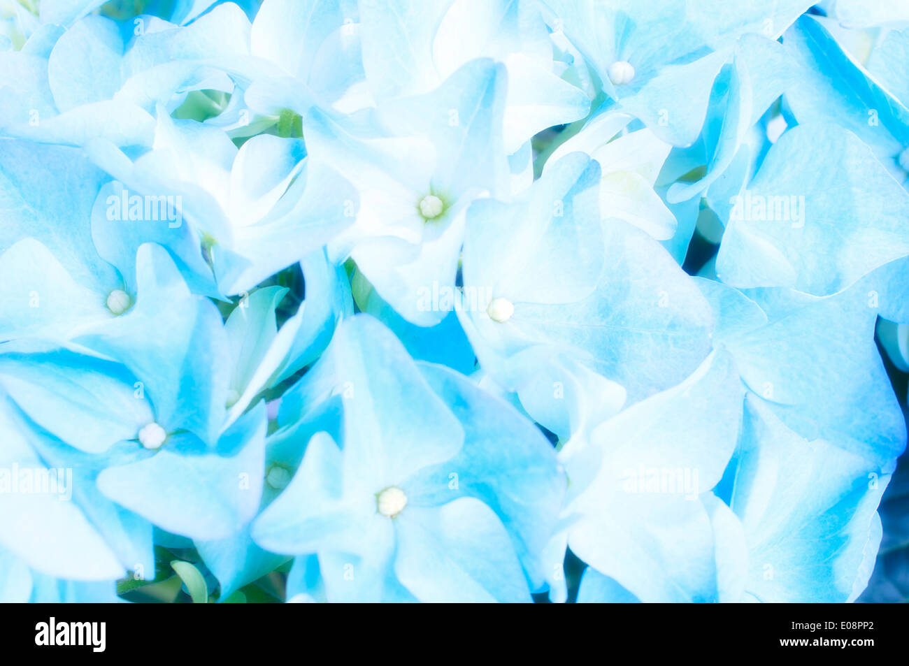 closeup of light blue hydrangea Stock Photo - Alamy
