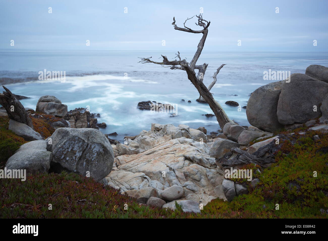 Jagged tree along 17 Mile Drive, Carmel, Monterey County, California ...