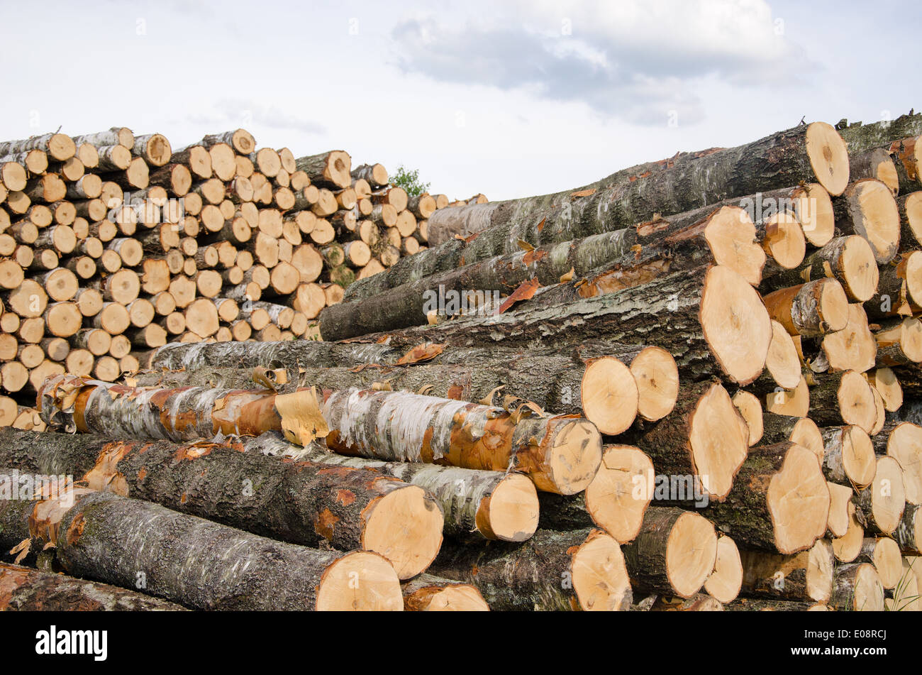 wood fuel birch and pine tree logs stacks near forest Stock Photo - Alamy