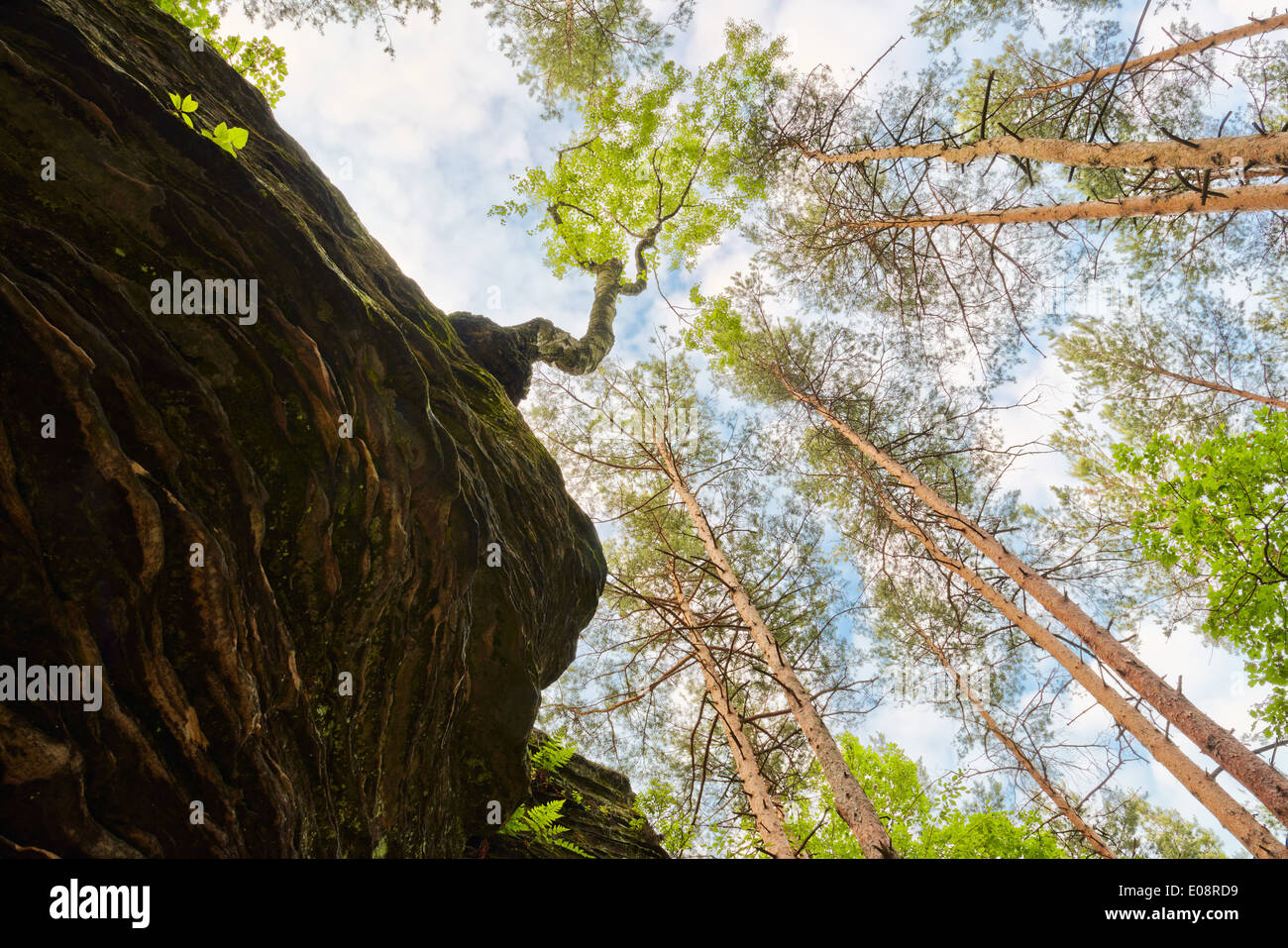 Pine tree growing out rock hi-res stock photography and images - Alamy