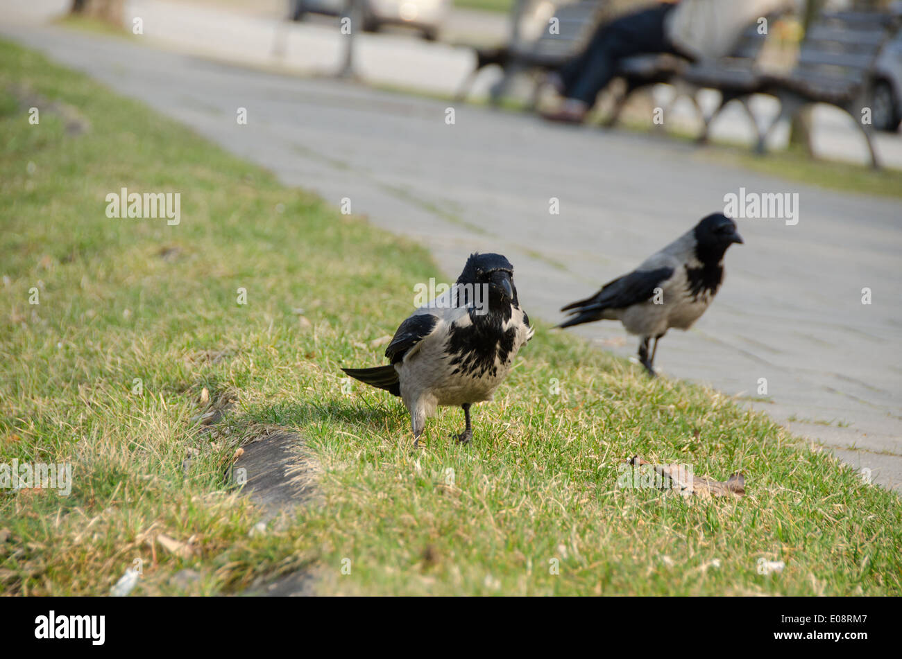 Crow in city close hi-res stock photography and images - Alamy