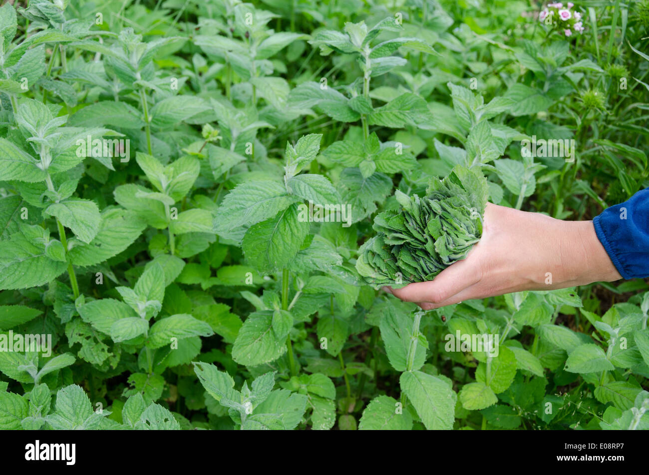 herbalist girl woman hand pick mint herb plant leaves in garden ...