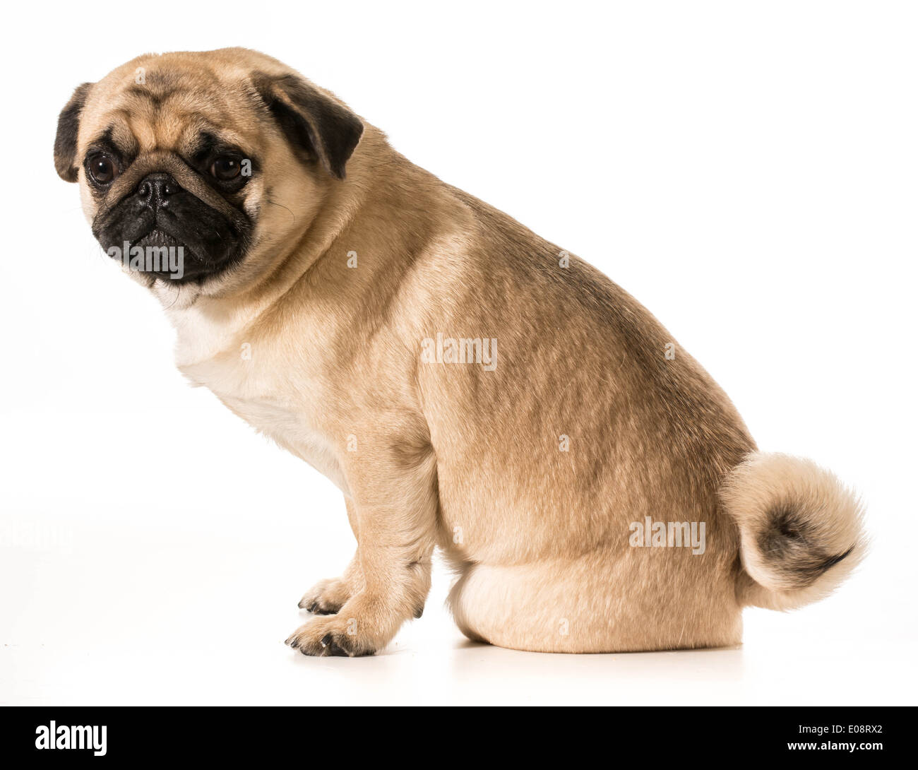 worried dog - pug with worried expression sitting on white background ...