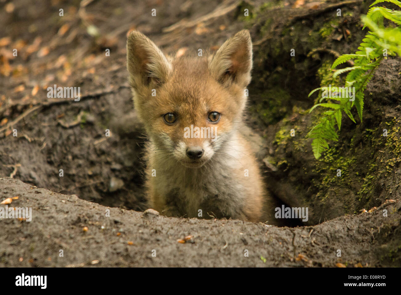 European fox cub hi-res stock photography and images - Alamy