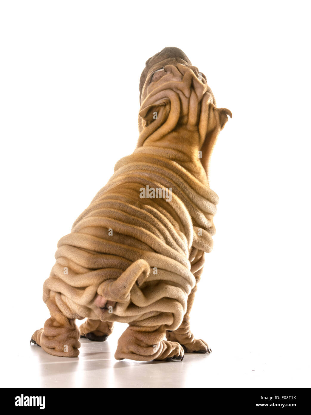chinese shar pei sitting looking up isolated on white background Stock ...