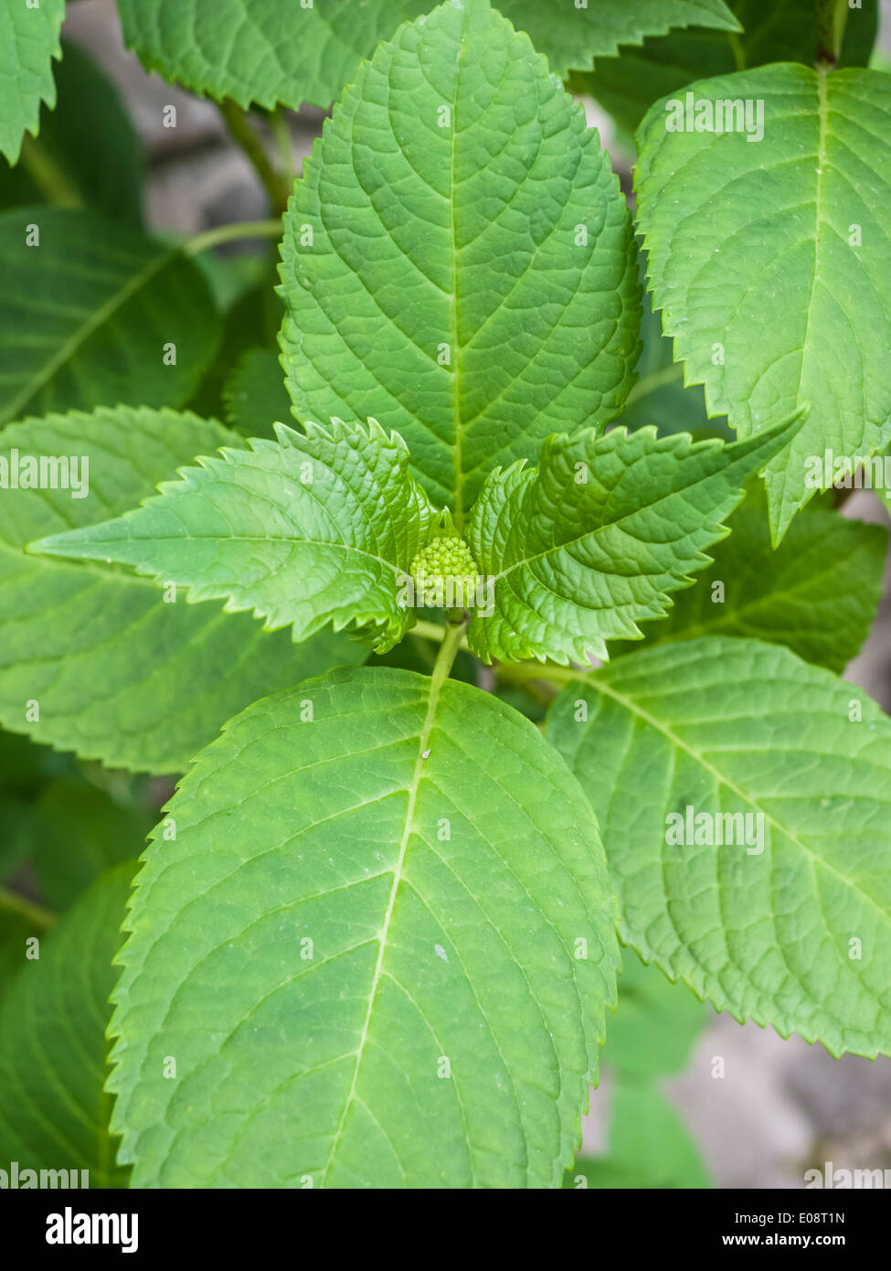 early spring hydrangea inflorescence bud and leaves Stock Photo - Alamy