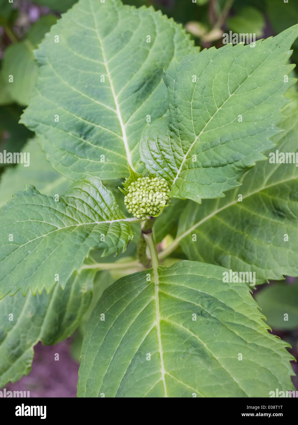 early spring hydrangea inflorescence bud and leaves Stock Photo - Alamy