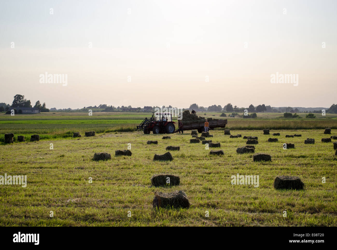 Group of farm workers carry load dried hay straw bales to tractor ...