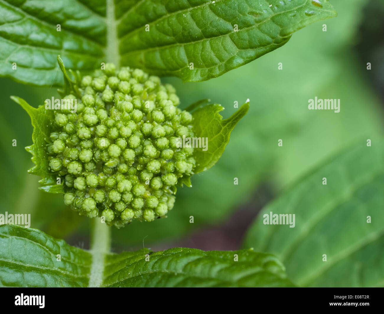 green hydrangea sprout close up Stock Photo - Alamy