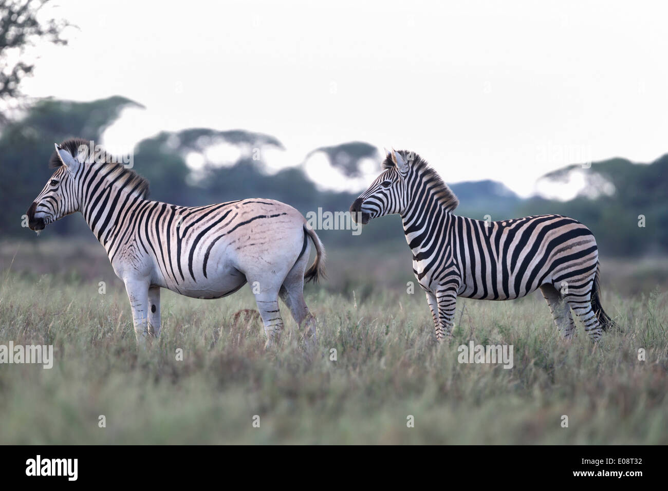 Equus zebra back hi-res stock photography and images - Alamy