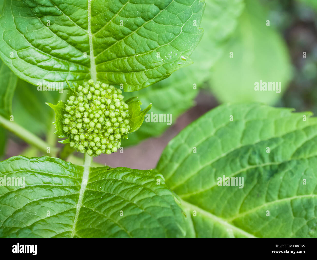 Hydrangea leaf sprout hi-res stock photography and images - Alamy