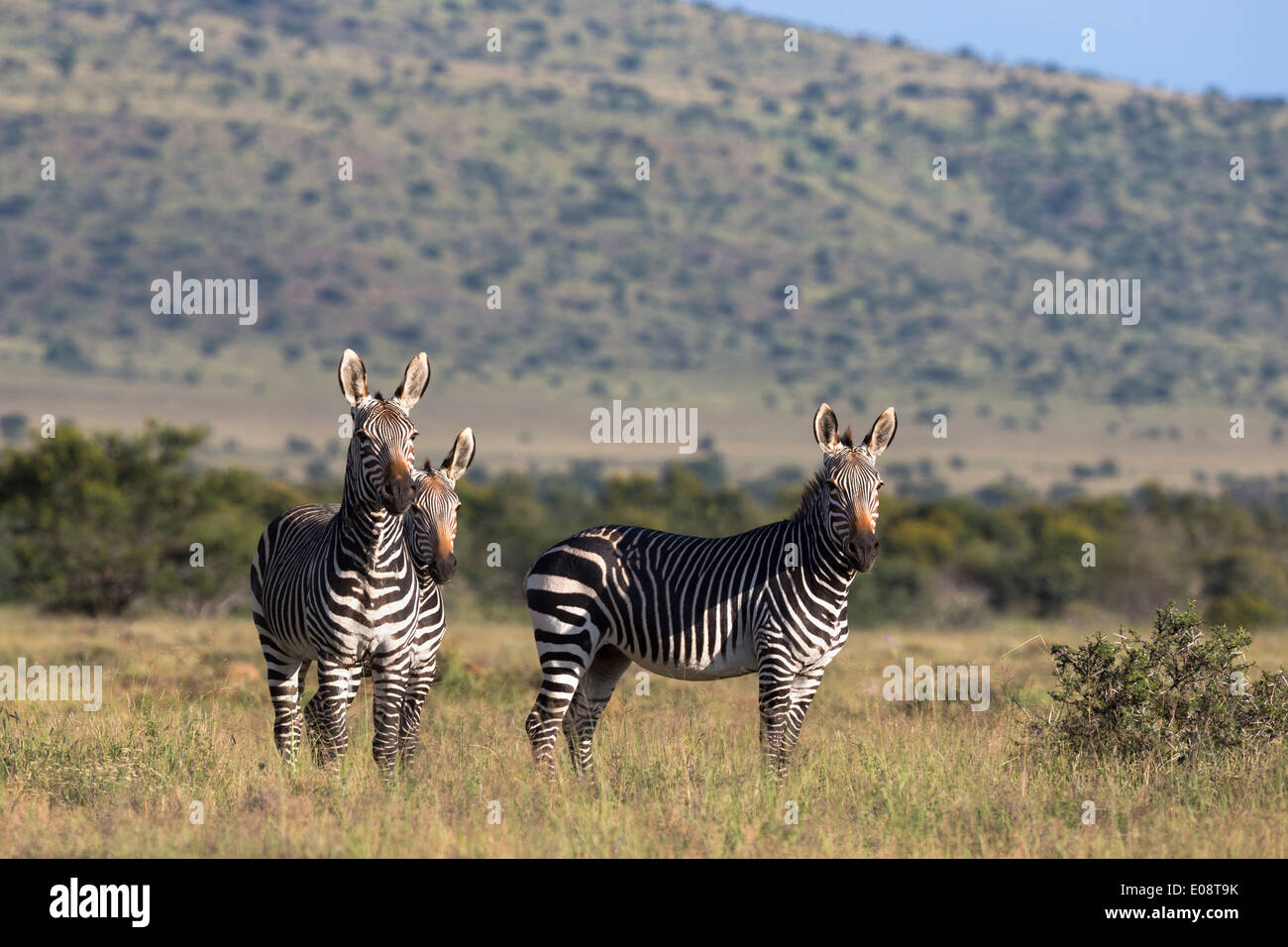 Cape mountain zebra (Equus zebra zebra) Mountain Zebra National Park ...