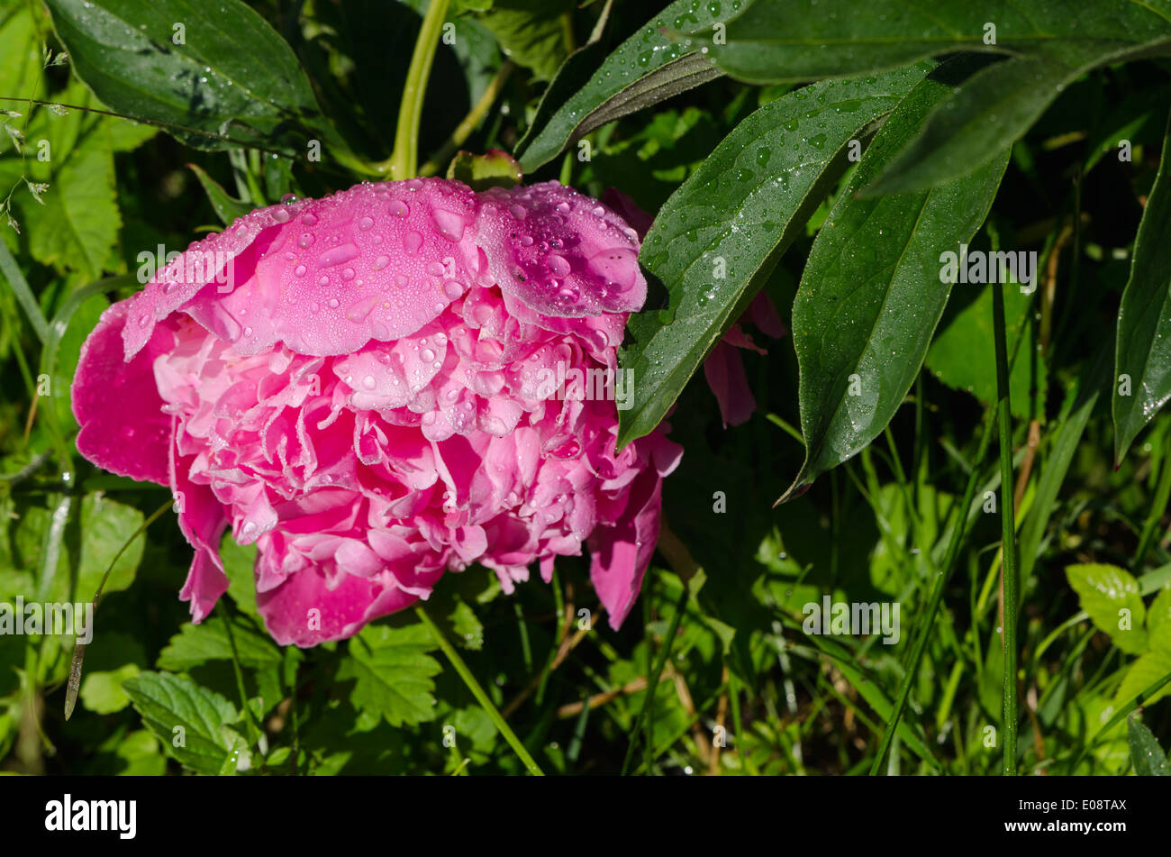 Closeup of dewy red peony flower bloom bud covered with dew water drops ...