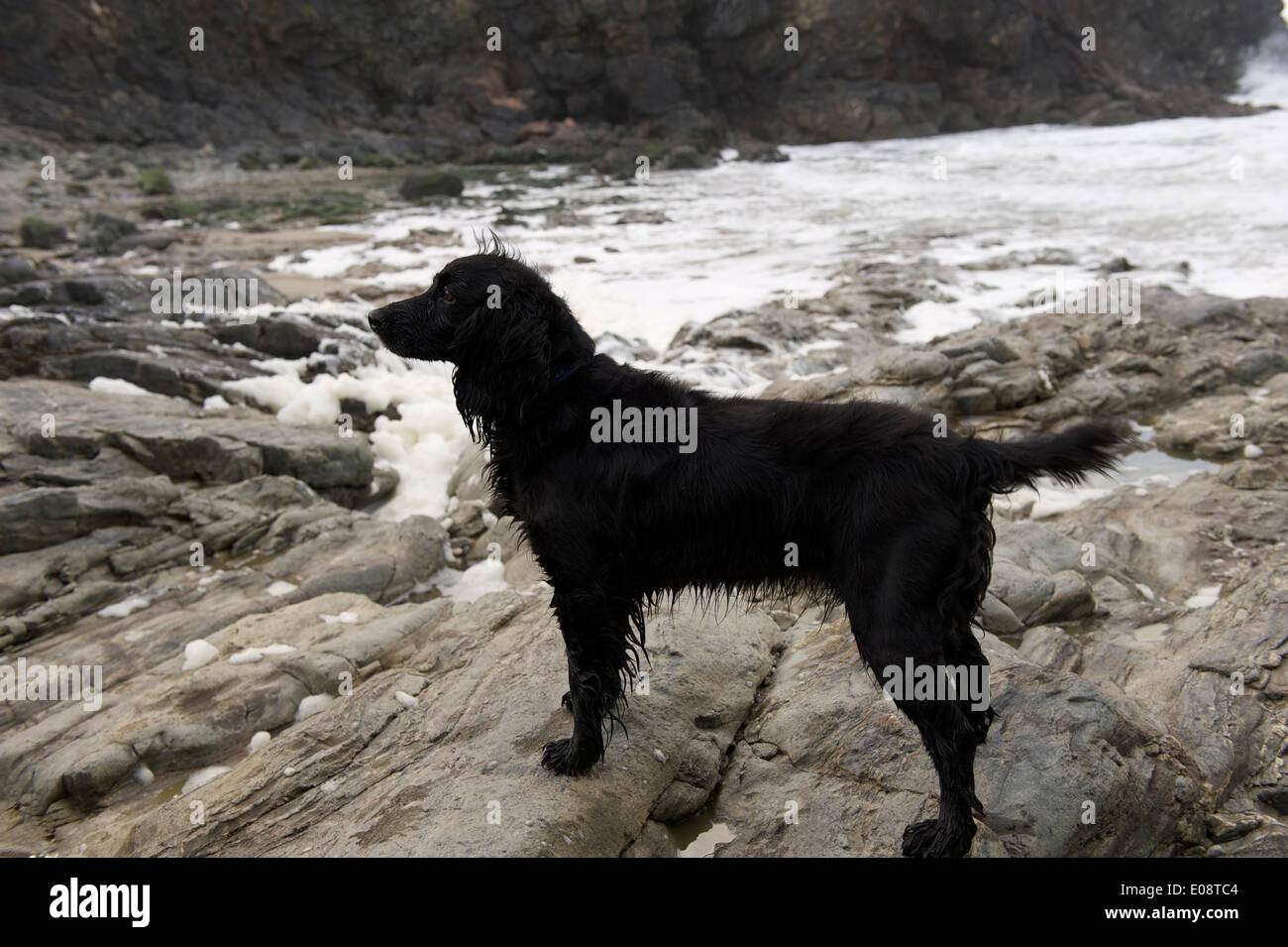 Working cocker spaniel hi-res stock photography and images - Alamy