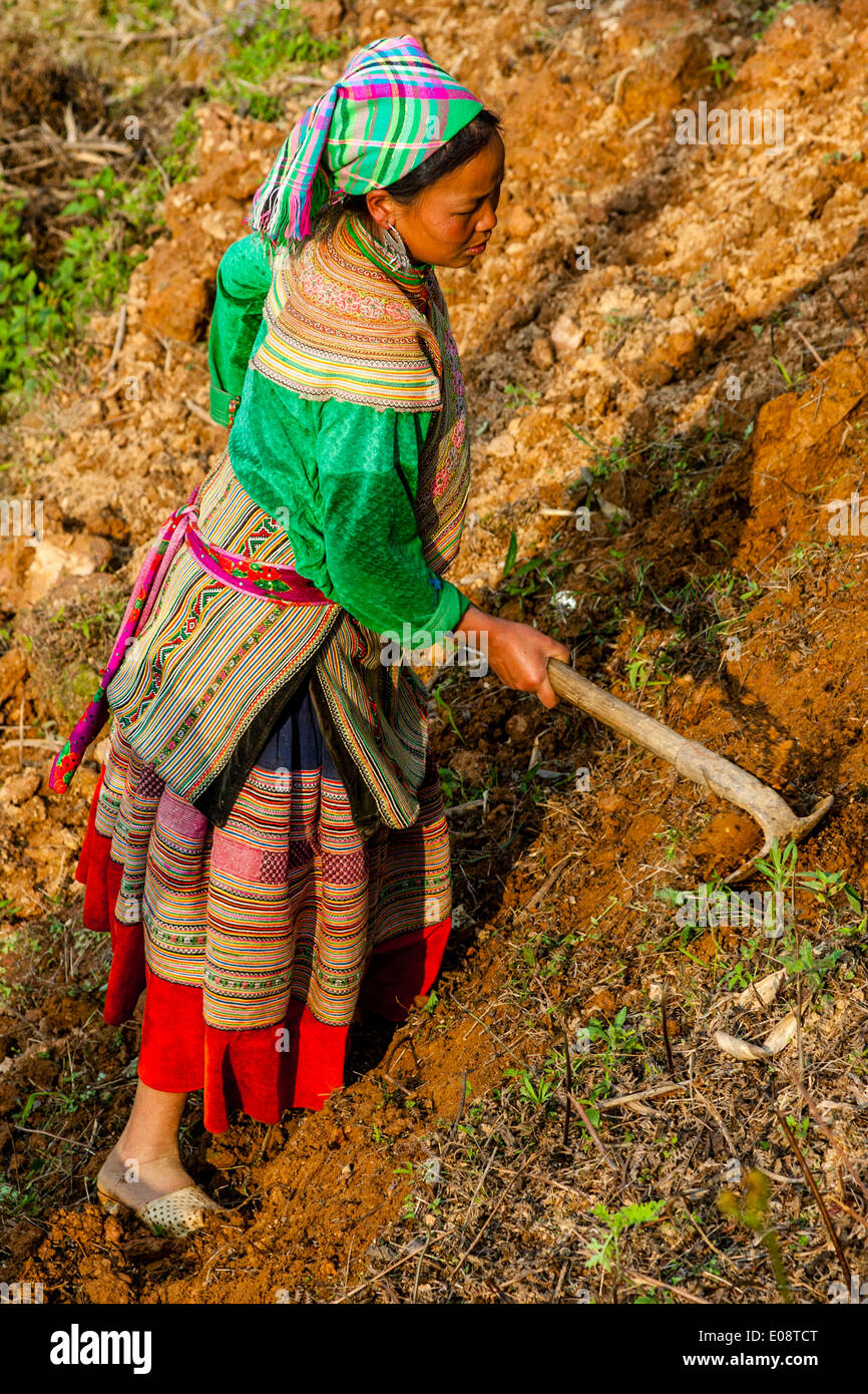 Flower Hmong Women Working In The Fields Near Bac Ha, Lao Cai Province ...