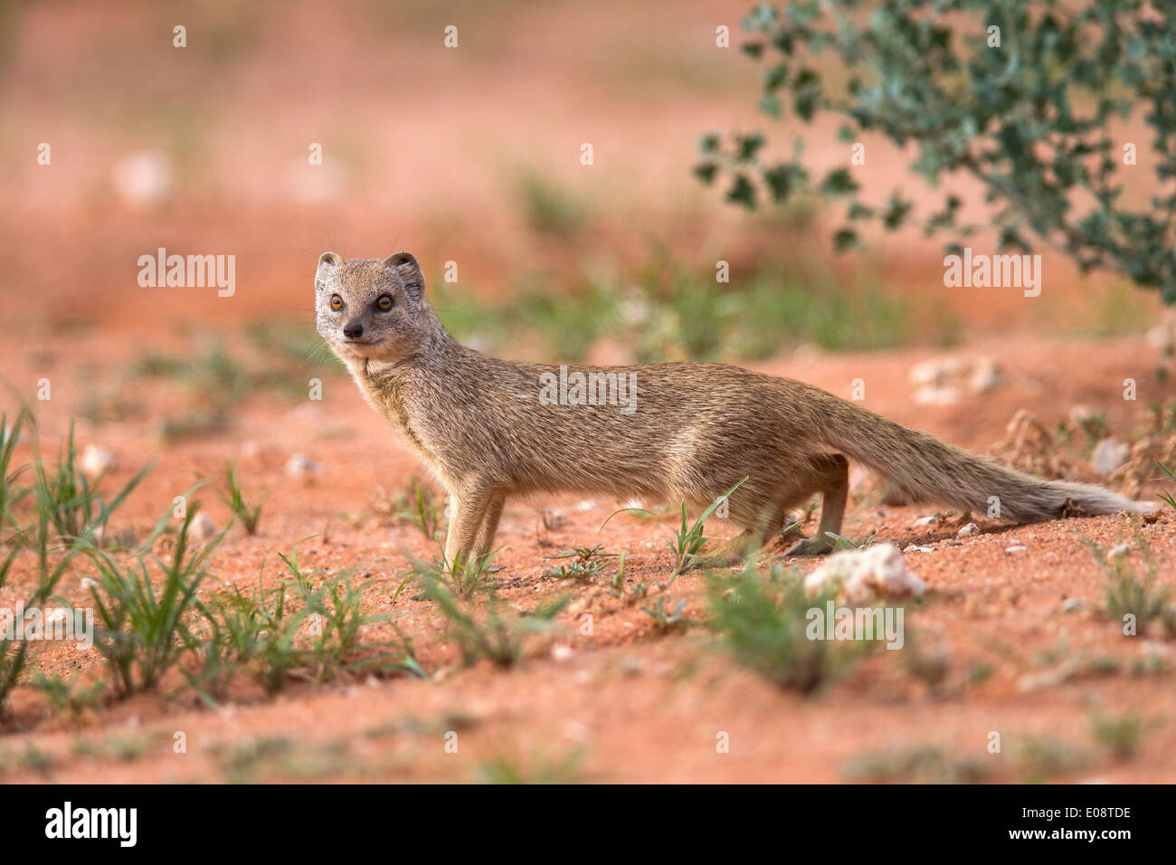 Yellow mongoose (Cynictis penicillata), Kgalagadi Transfrontier Park ...