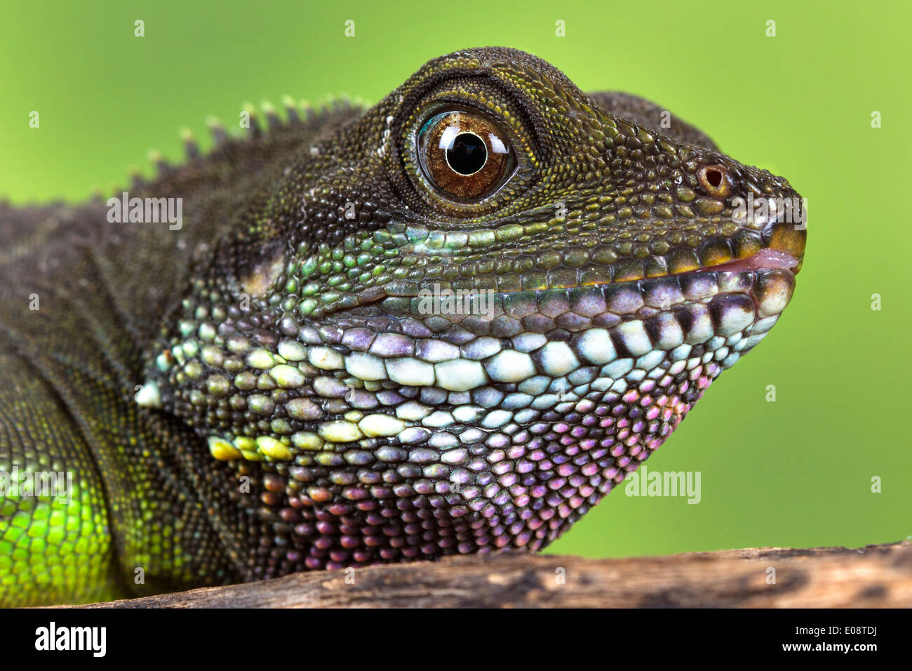 Chinese Water Dragon Stock Photo - Alamy