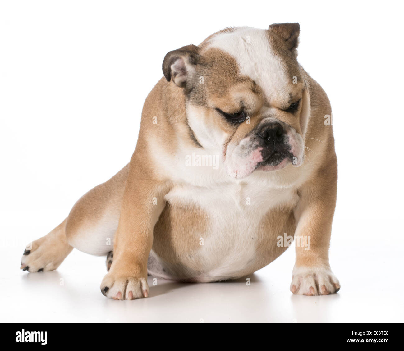 sad dog - english bulldog sitting Stock Photo - Alamy