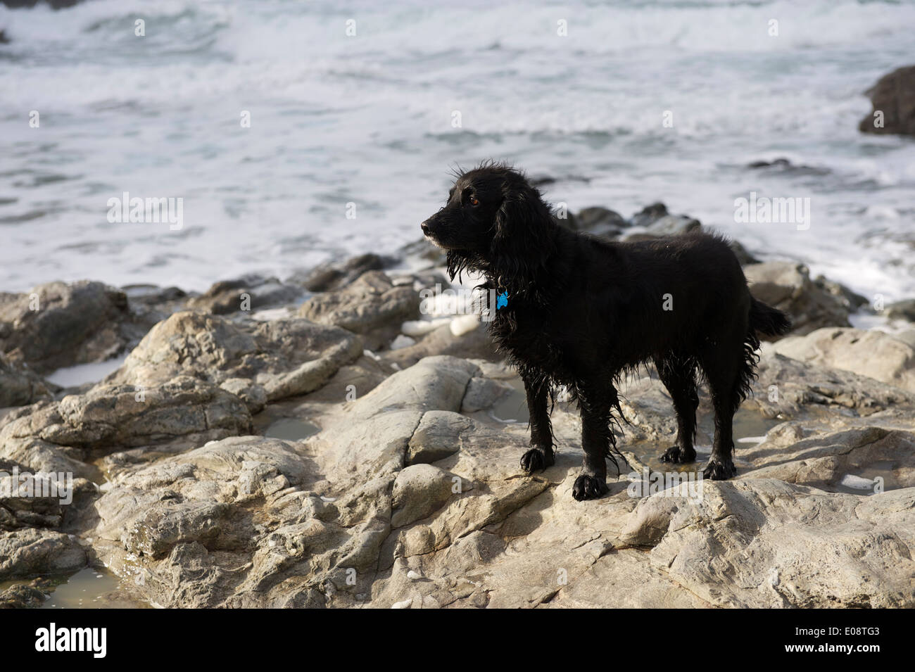 Black working cocker spaniel hi-res stock photography and images - Alamy