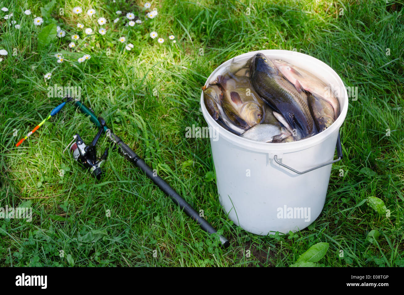 Big white bucket many fish hi-res stock photography and images - Alamy